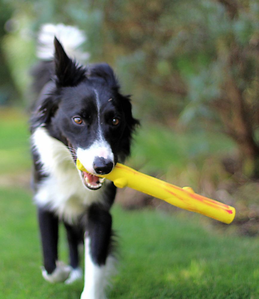 The Stick | Dog Toys & Accessories at L.L.Bean