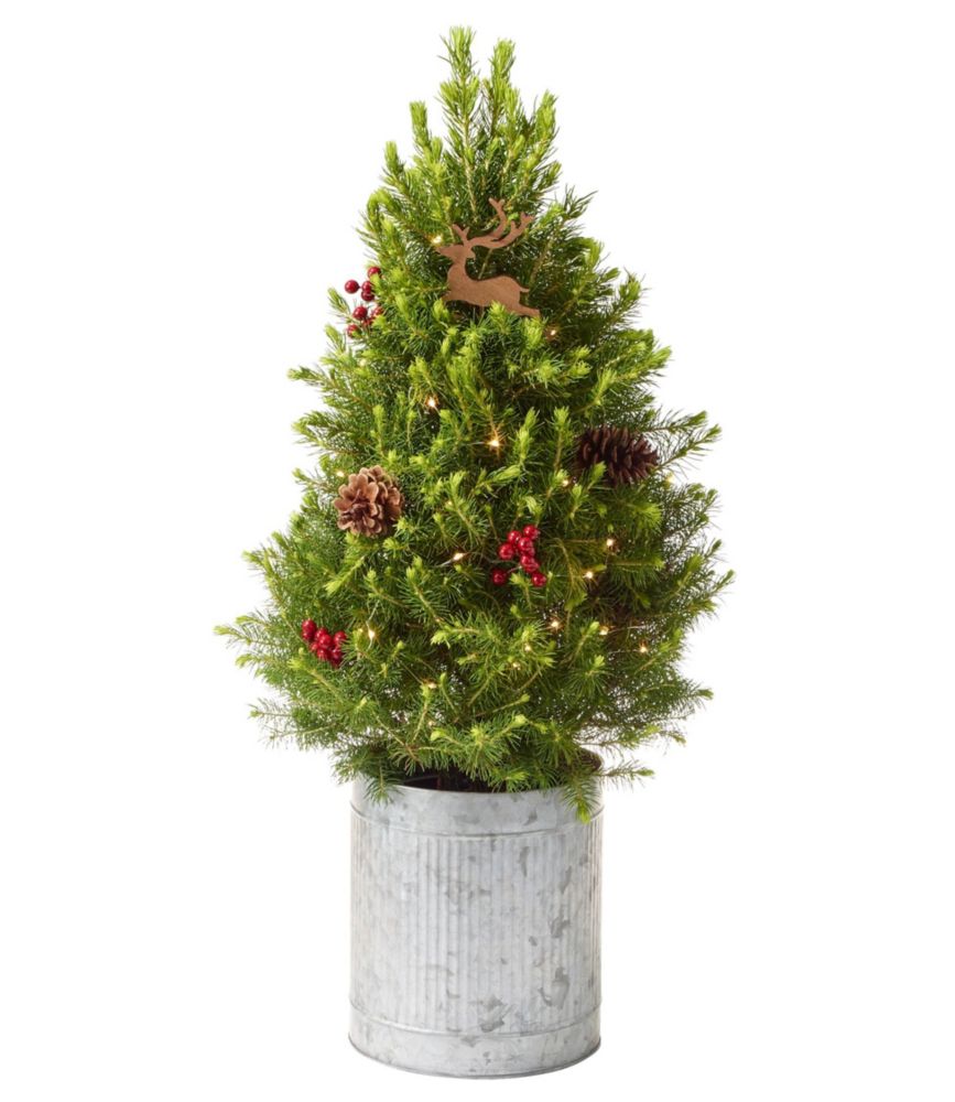 Christmas Reindeer Live Tree With Lights | at L.L.Bean