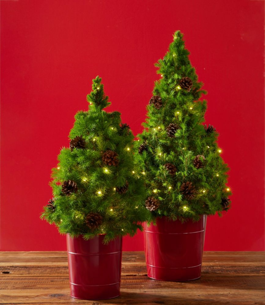 Woodland Tabletop Live Tree With Lights